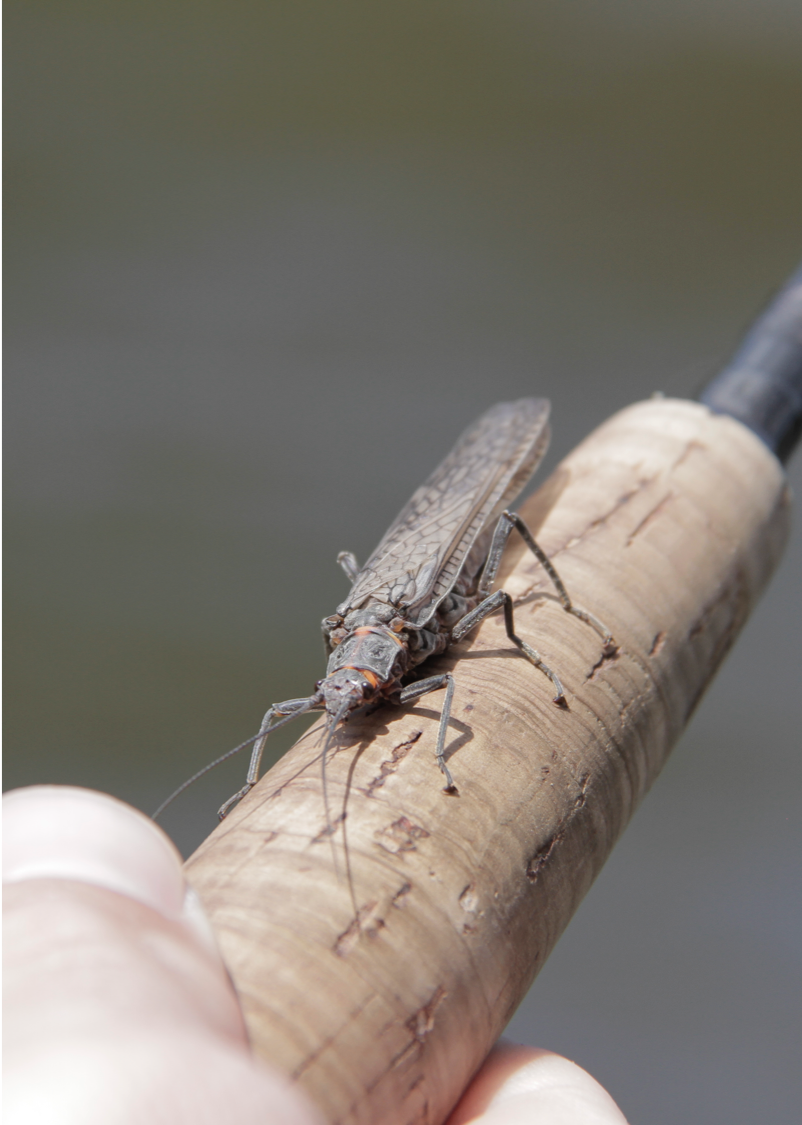 The Salmonfly Project – Save the Hatch