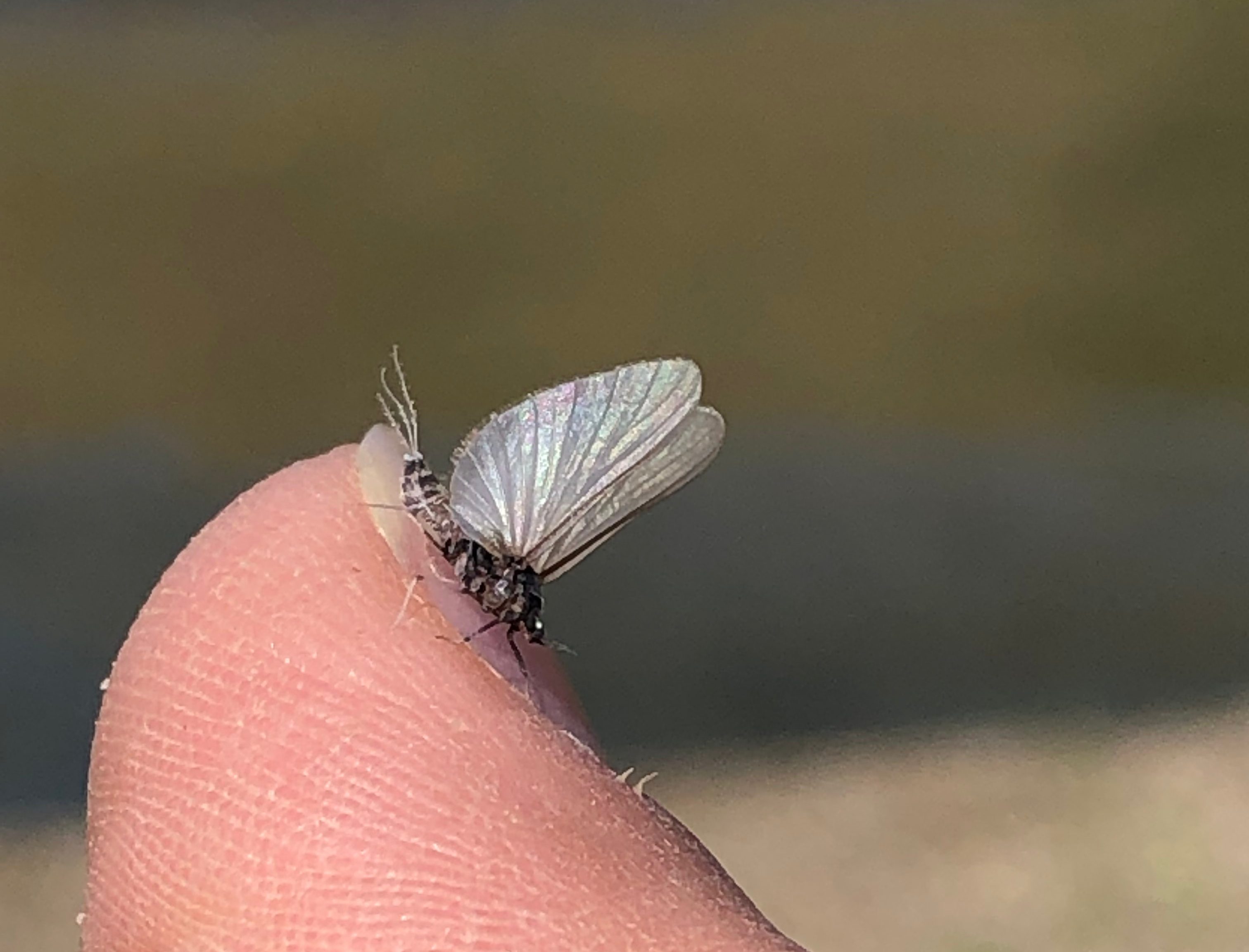Trico – The Salmonfly Project